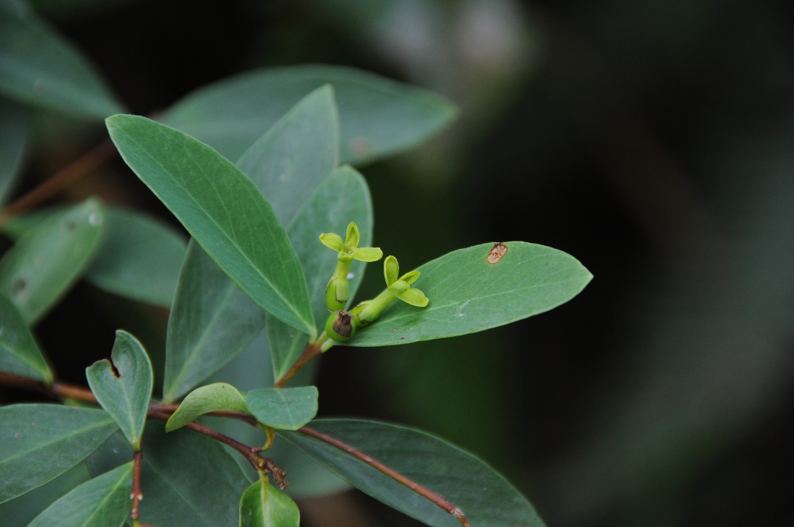 Wikstroemia indica - PictureThis
