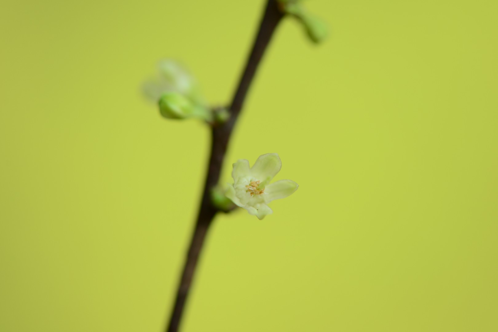 Coca (Erythroxylaceae) Flower, Leaf, Care, Uses - PictureThis