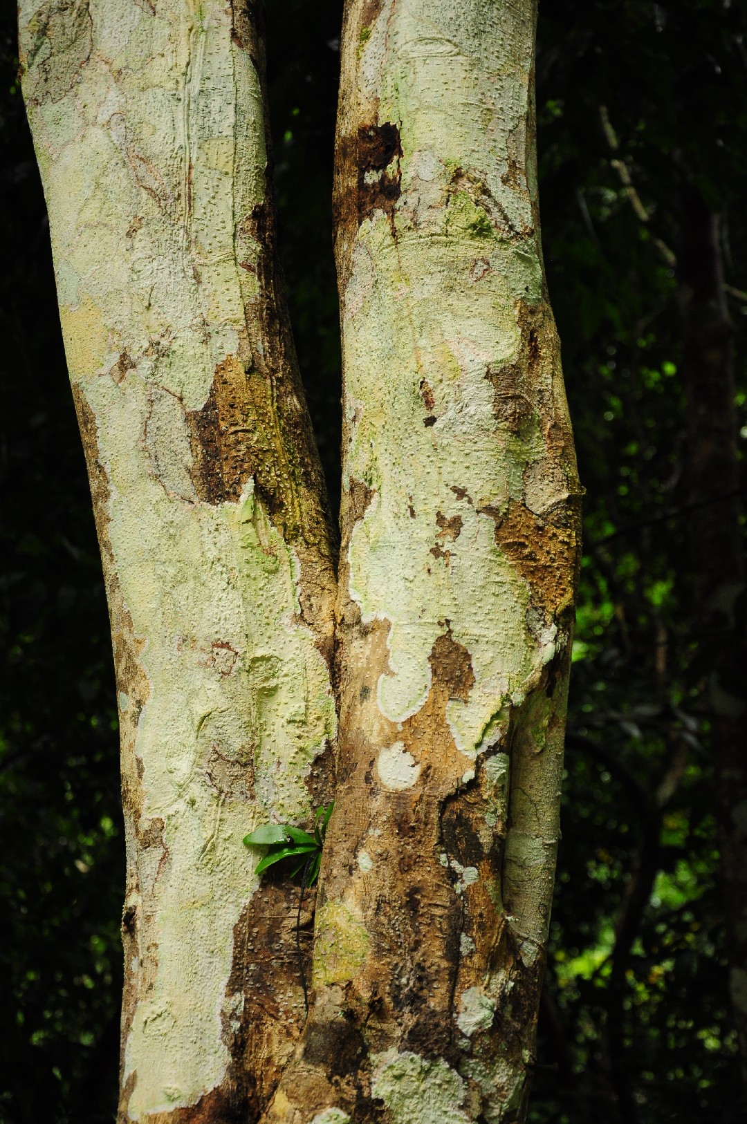 Drypetes perreticulata - PictureThis