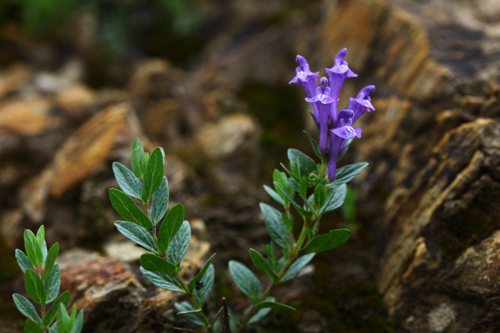 Skullcap Care (Watering, Fertilize, Pruning, Propagation) - PictureThis