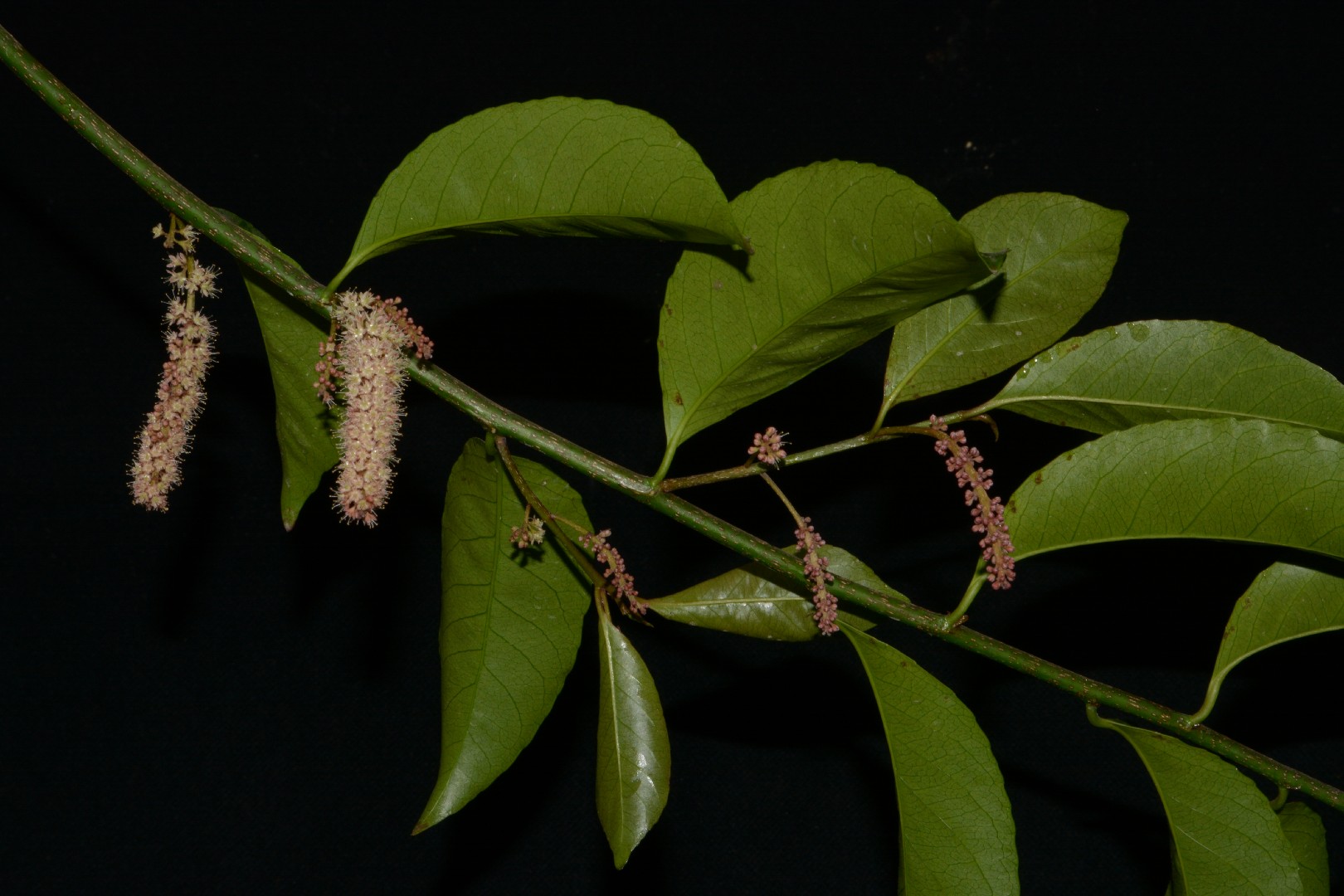 Homalium ceylanicum - PictureThis