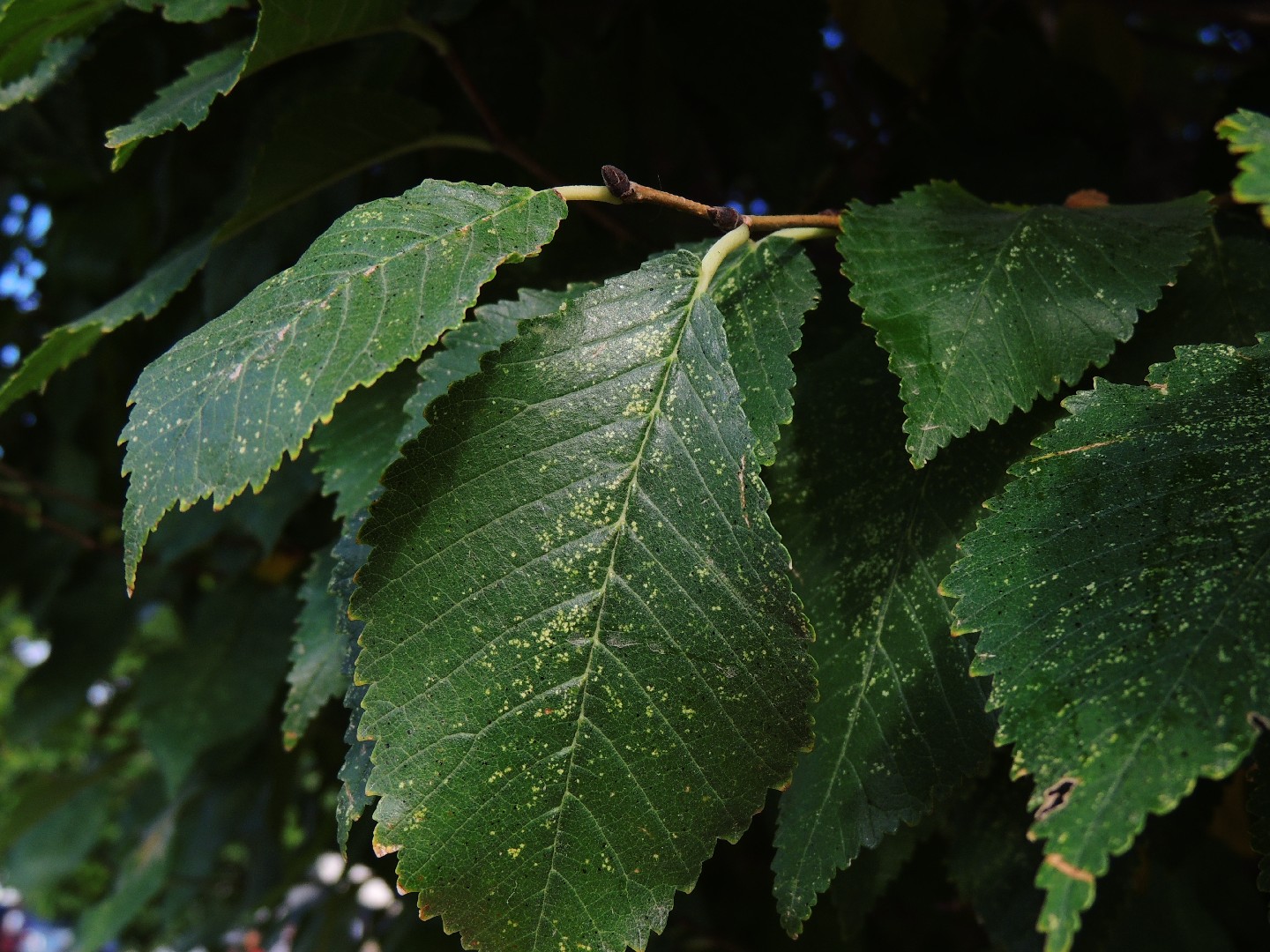 Small-leaved elm (Ulmus minor subsp. minor) Flower, Leaf, Care, Uses ...