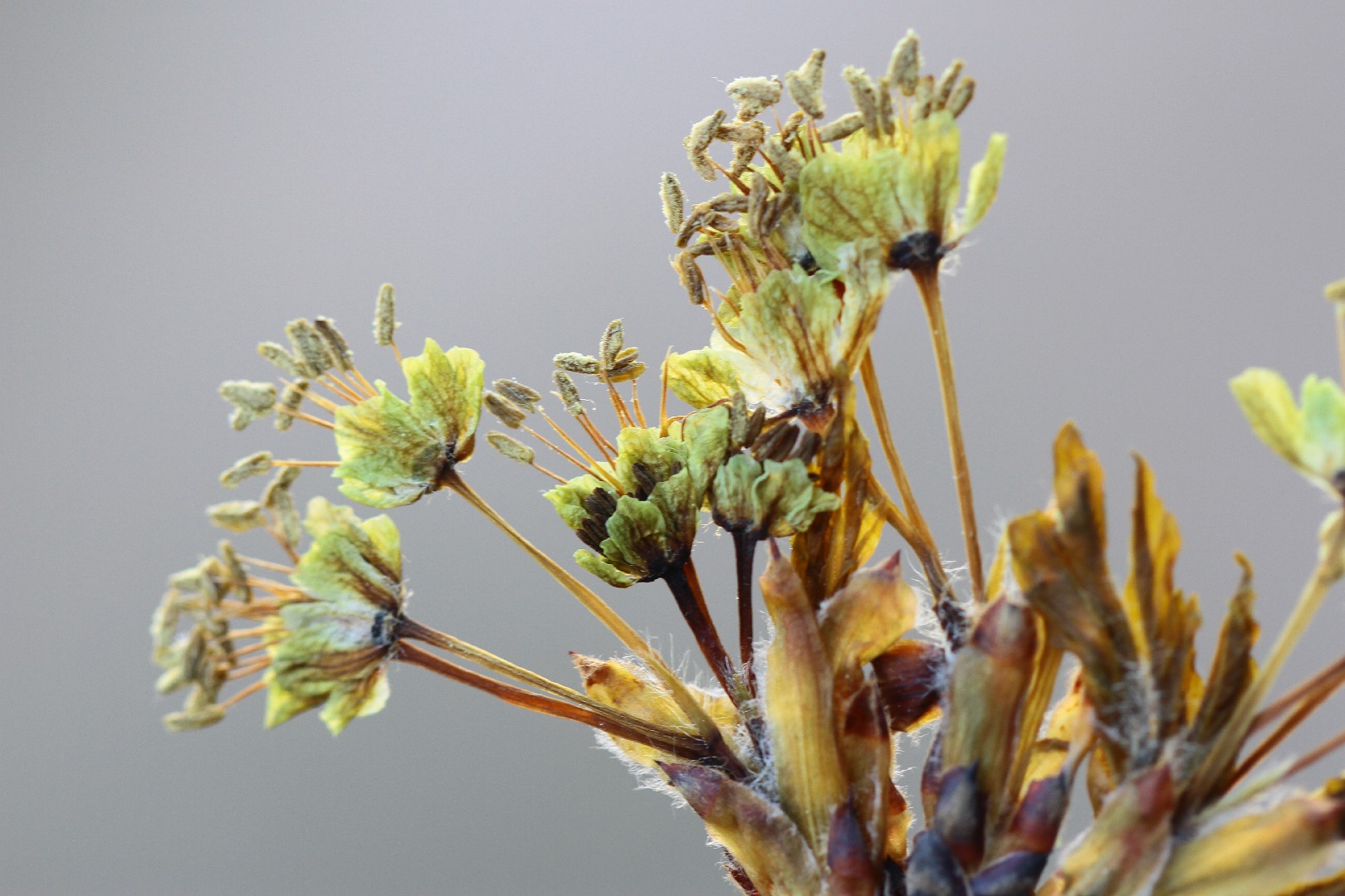 How to Plant and Grow Paperbark maple(Acer griseum)