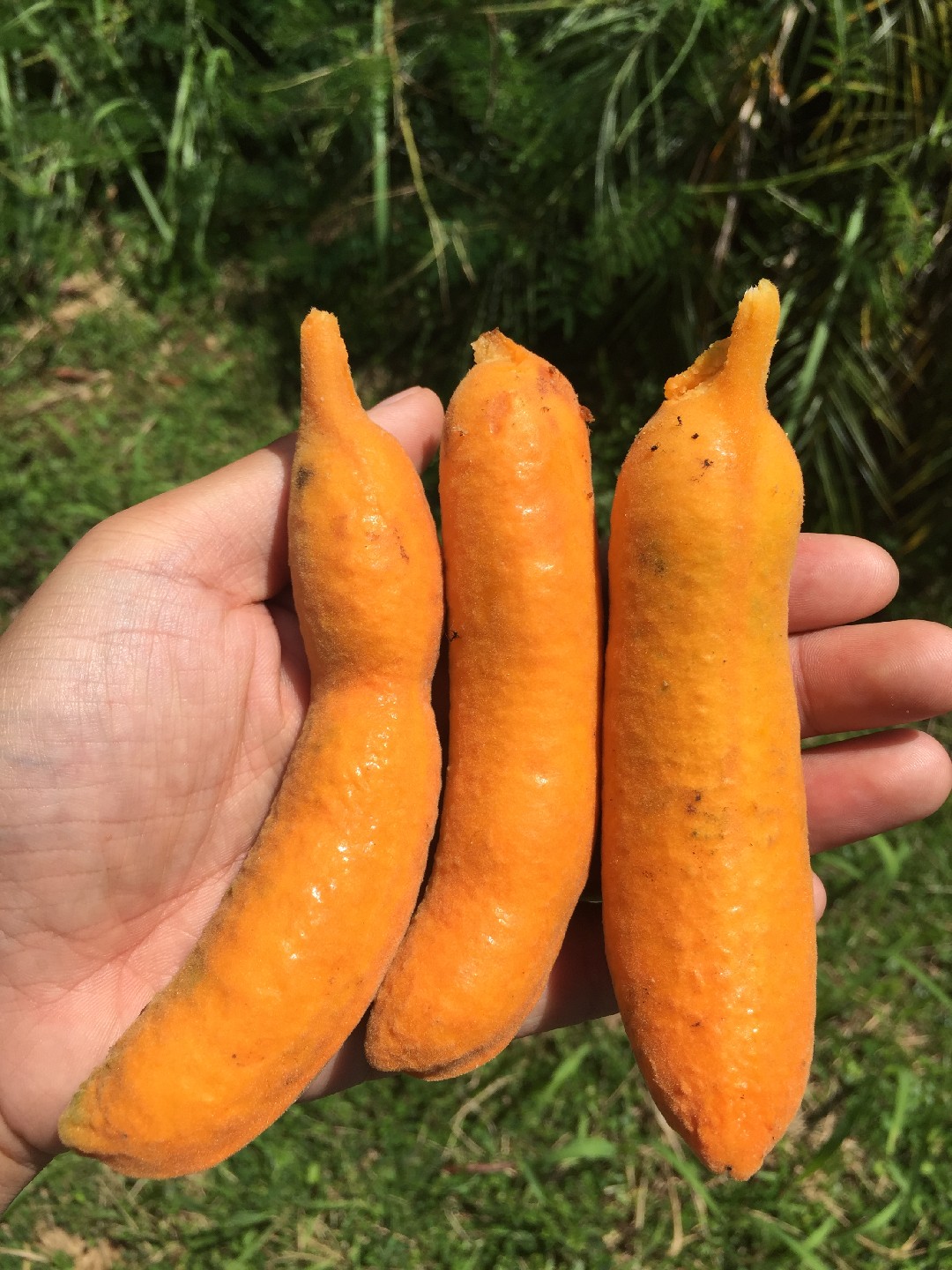 Uvaria grandiflora - PictureThis