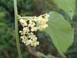 Kach (Parabaena sagittata) Flower, Leaf, Care, Uses - PictureThis