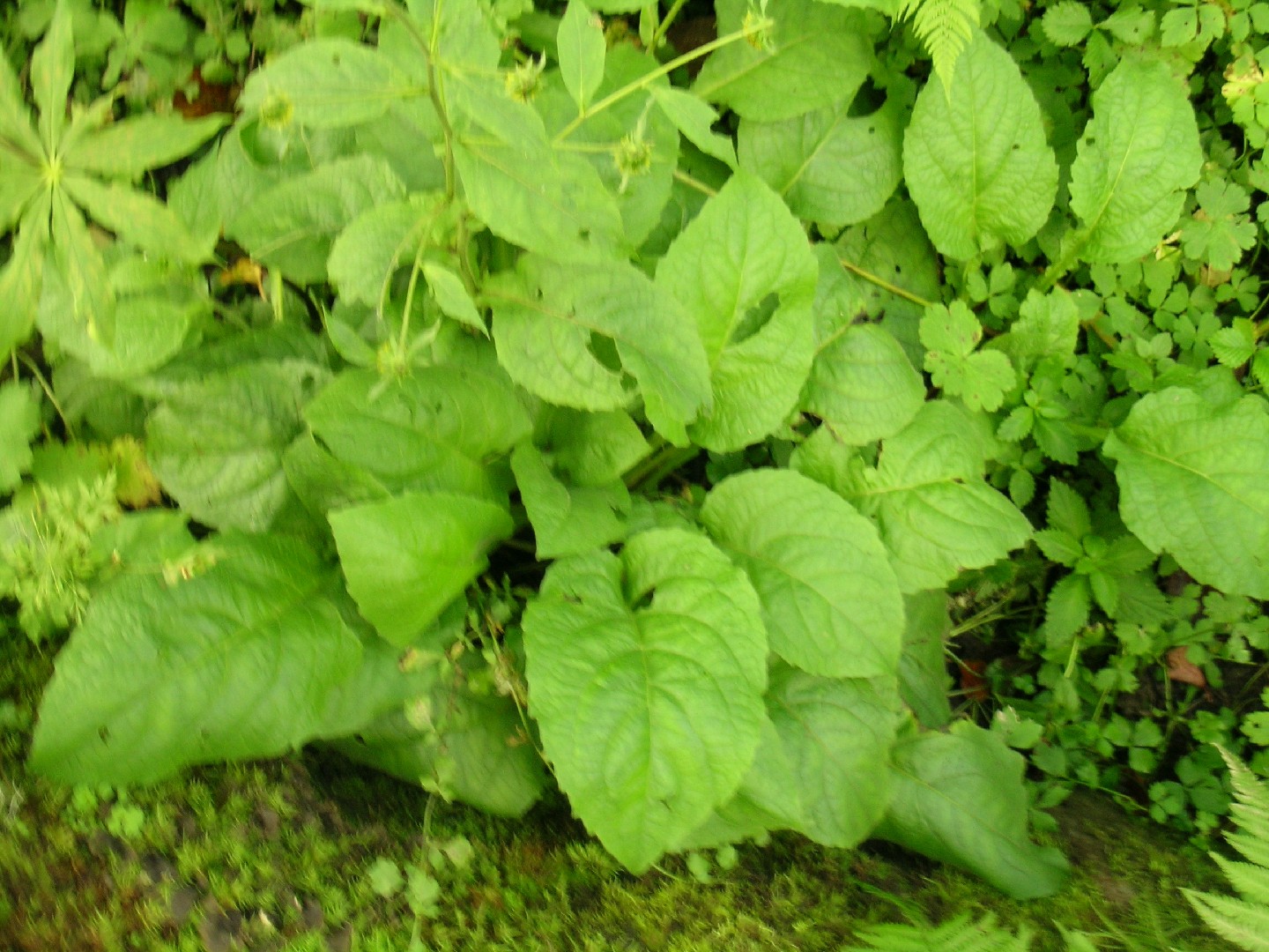 carpesium (Carpesium) Flower, Leaf, Care, Uses - PictureThis