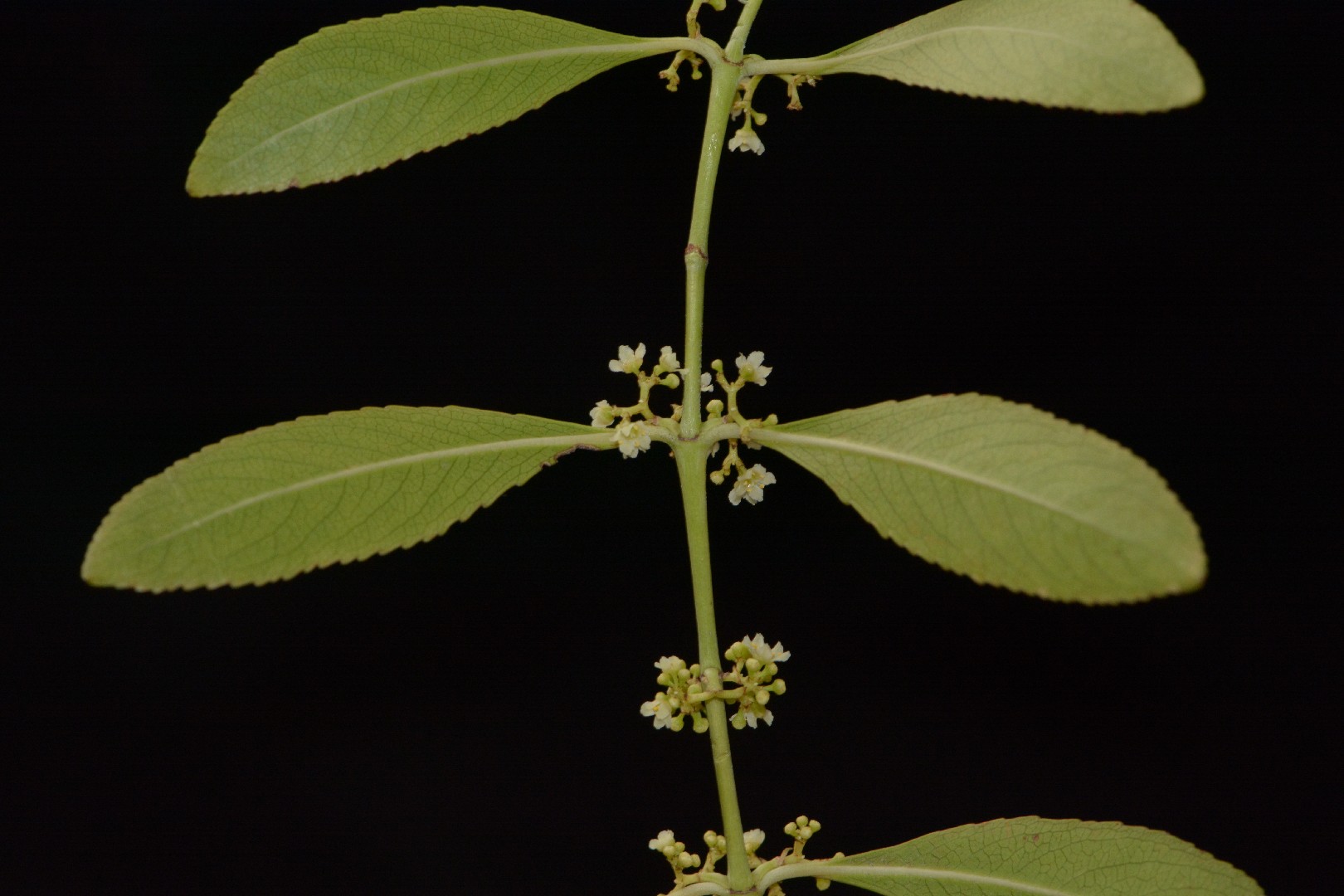 Thé arabe (Catha edulis) - PictureThis