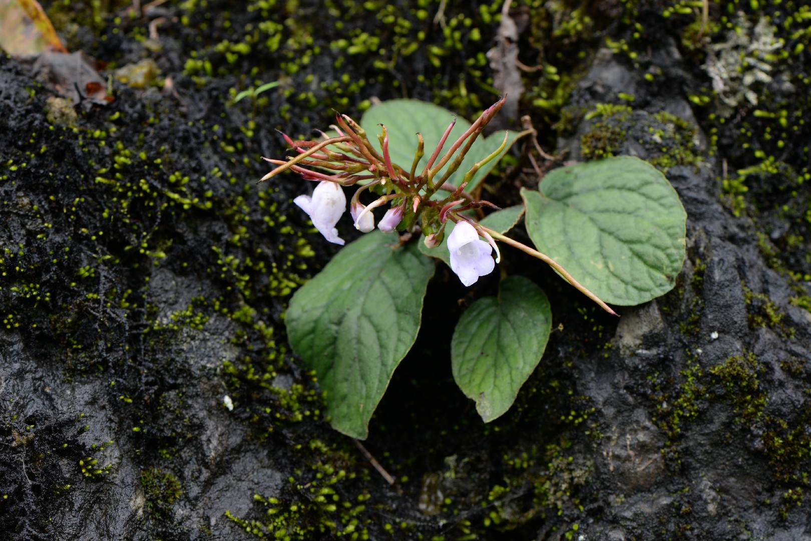 Paraboea Care (Watering, Fertilize, Pruning, Propagation) - PictureThis