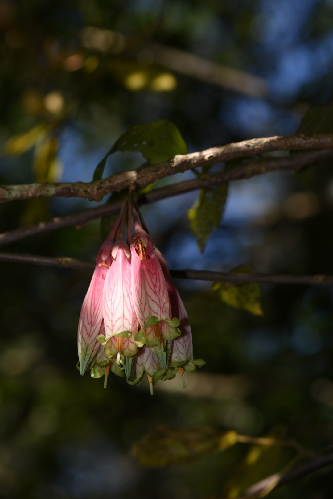 Agapetes burmanica - PictureThis
