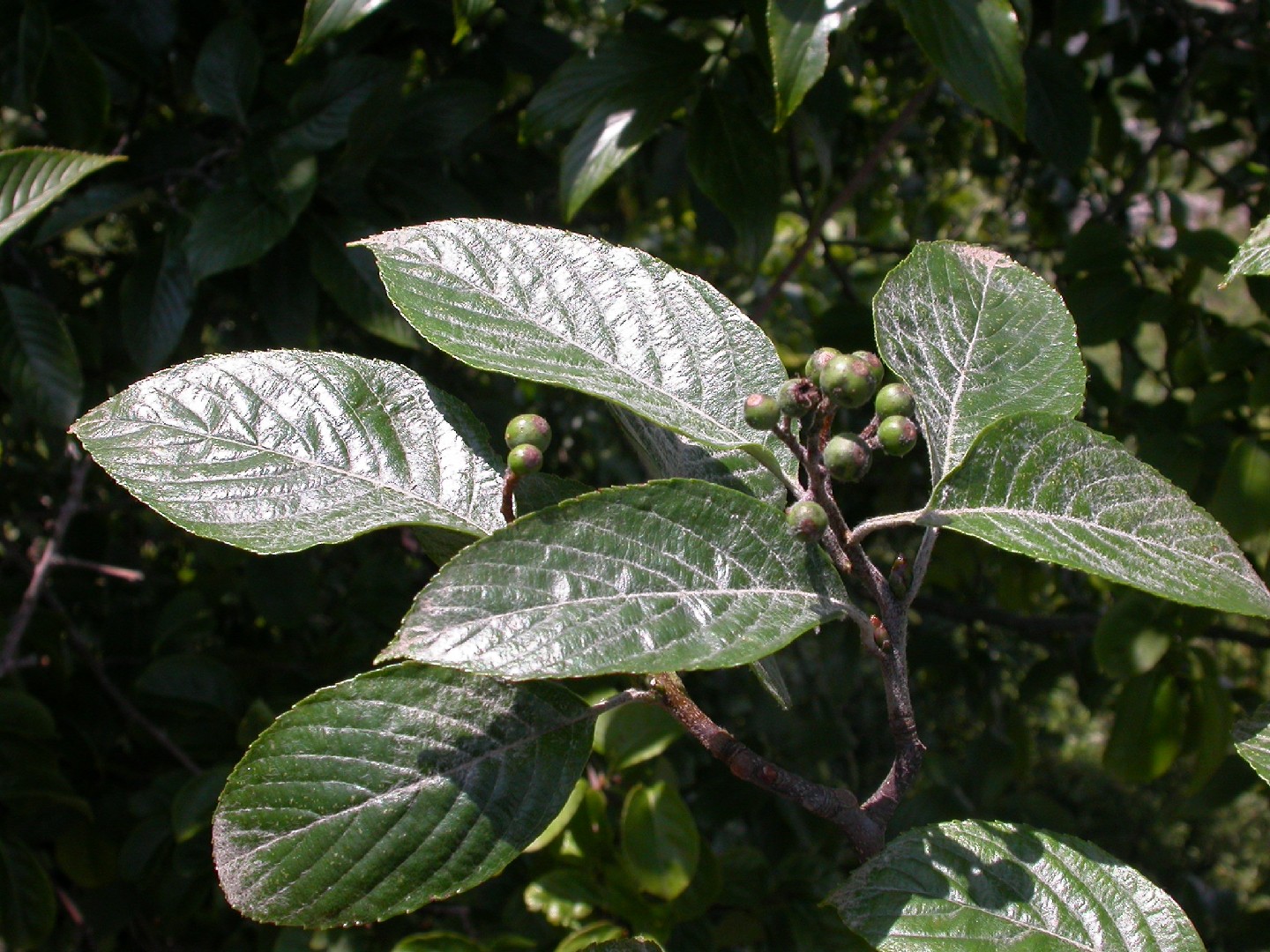 Sorbus folgneri - PictureThis