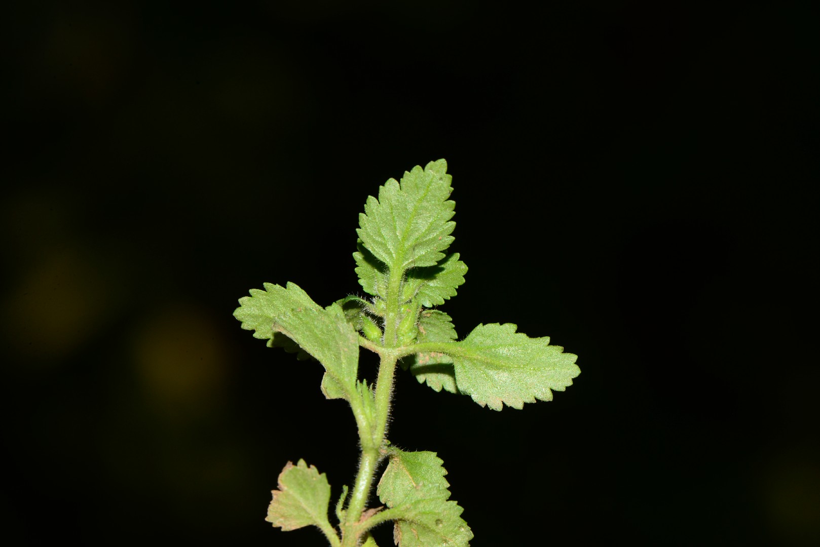 Stemodia verticillata - PictureThis
