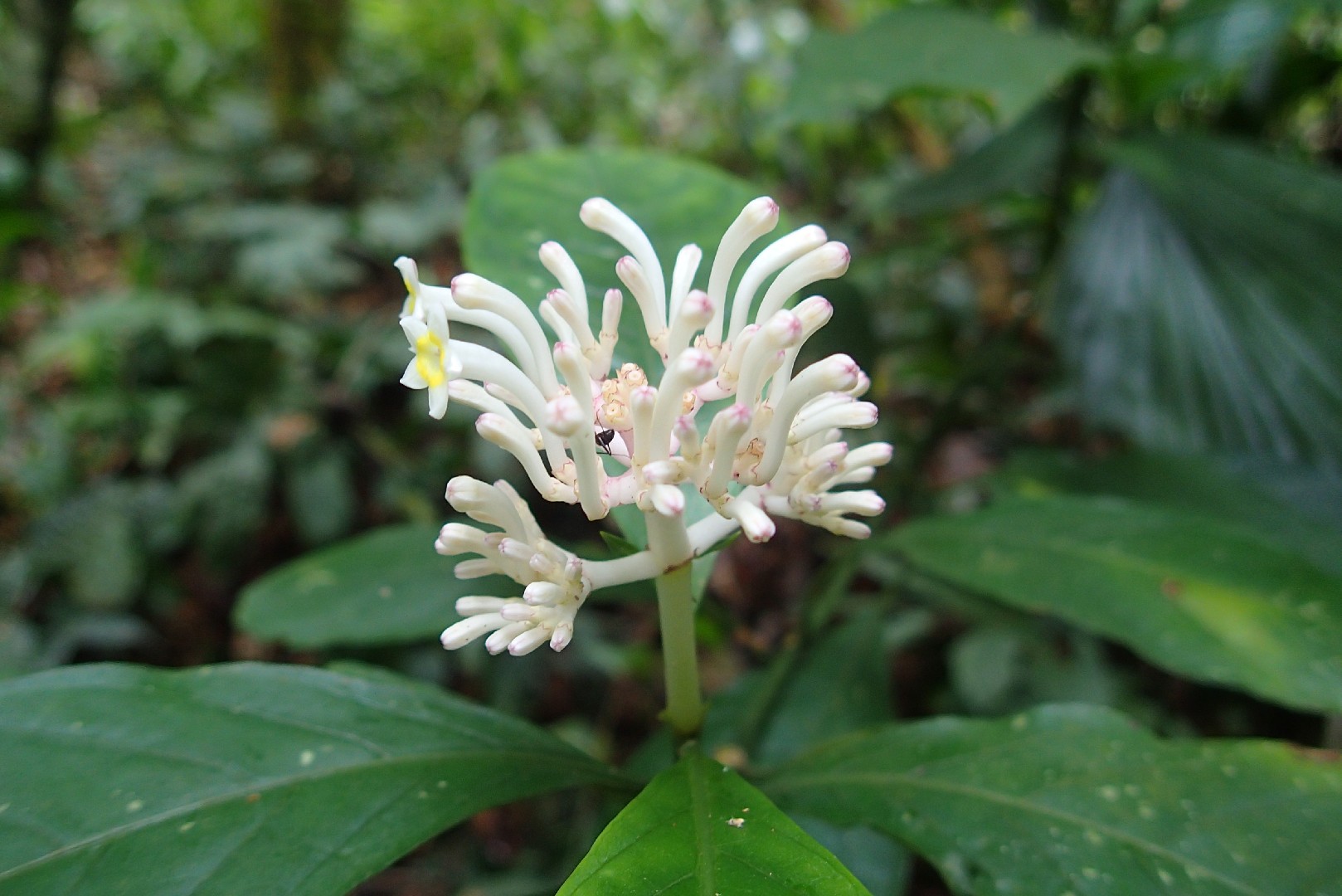 Curved flower woody chassalia (Chassalia curviflora) Flower, Leaf, Care ...