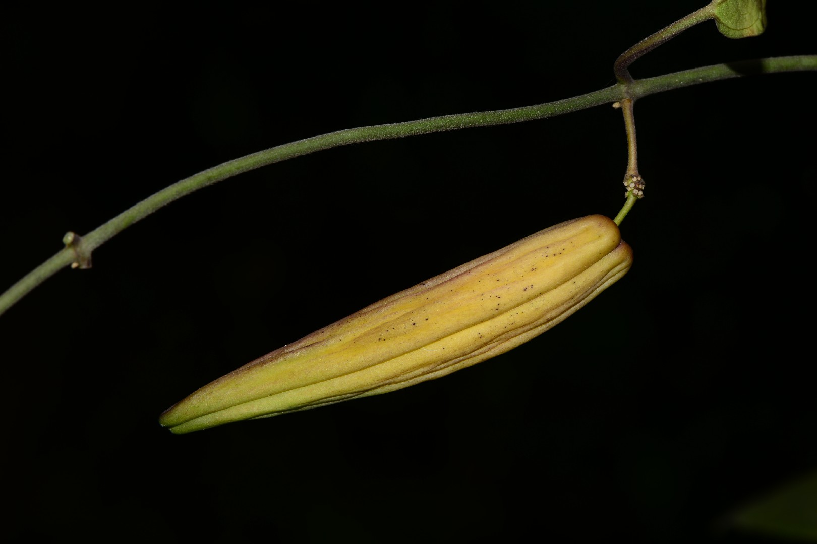 Tylophora ovata - PictureThis