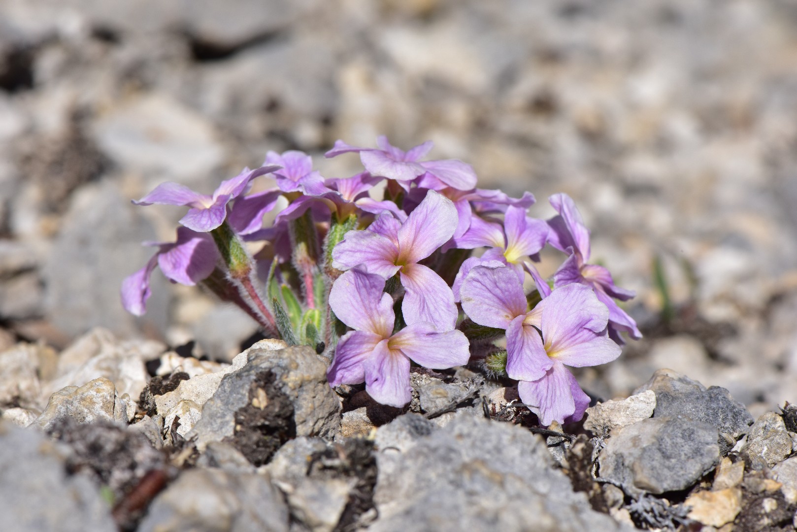 Solms-laubachia linearifolia - PictureThis