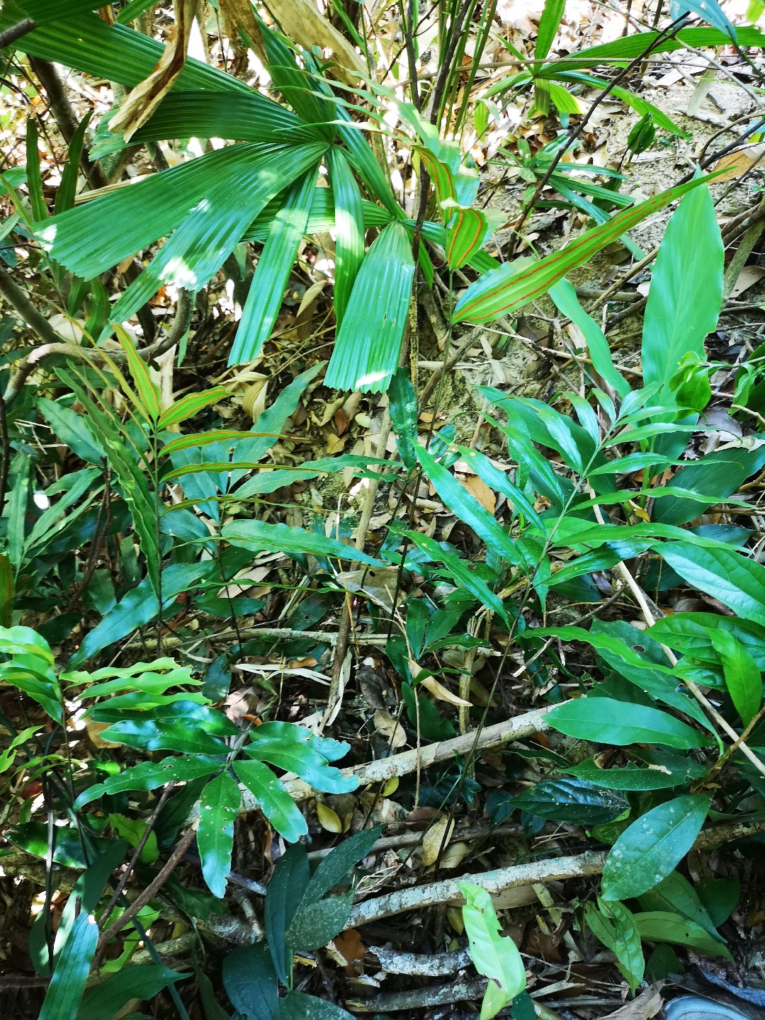 Ribbon fern (Taenitis blechnoides) Flower, Leaf, Care, Uses - PictureThis