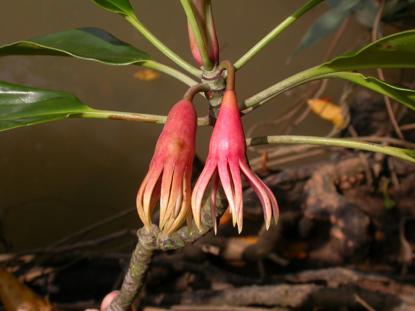 Bruguiera gymnorhiza - PictureThis