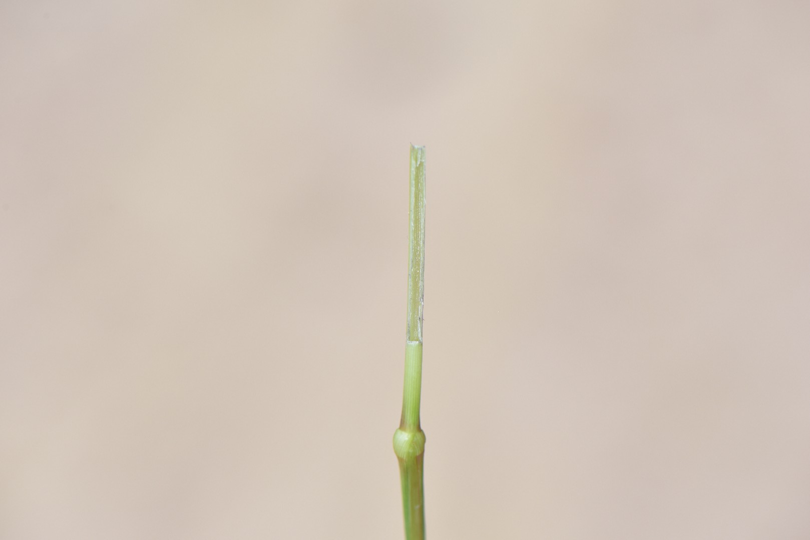 Red sprangletop (Leptochloa chinensis) Flower, Leaf, Care, Uses ...