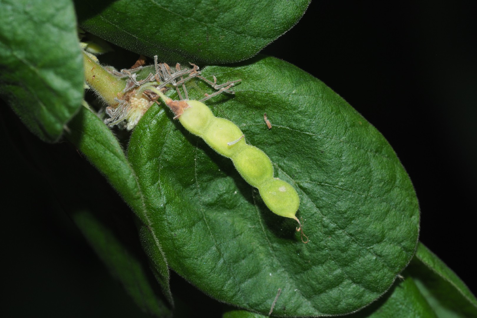 Phyllodium longipes - PictureThis