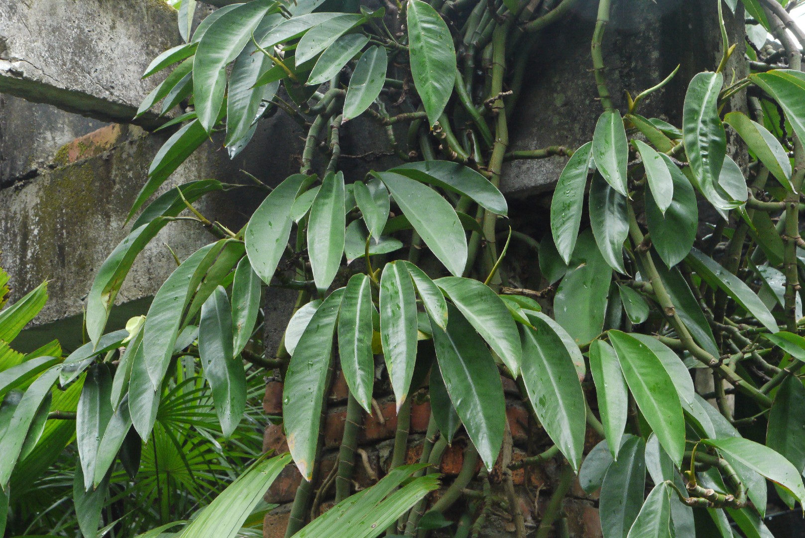 Pothos Flower, Leaf, Care, Uses - PictureThis