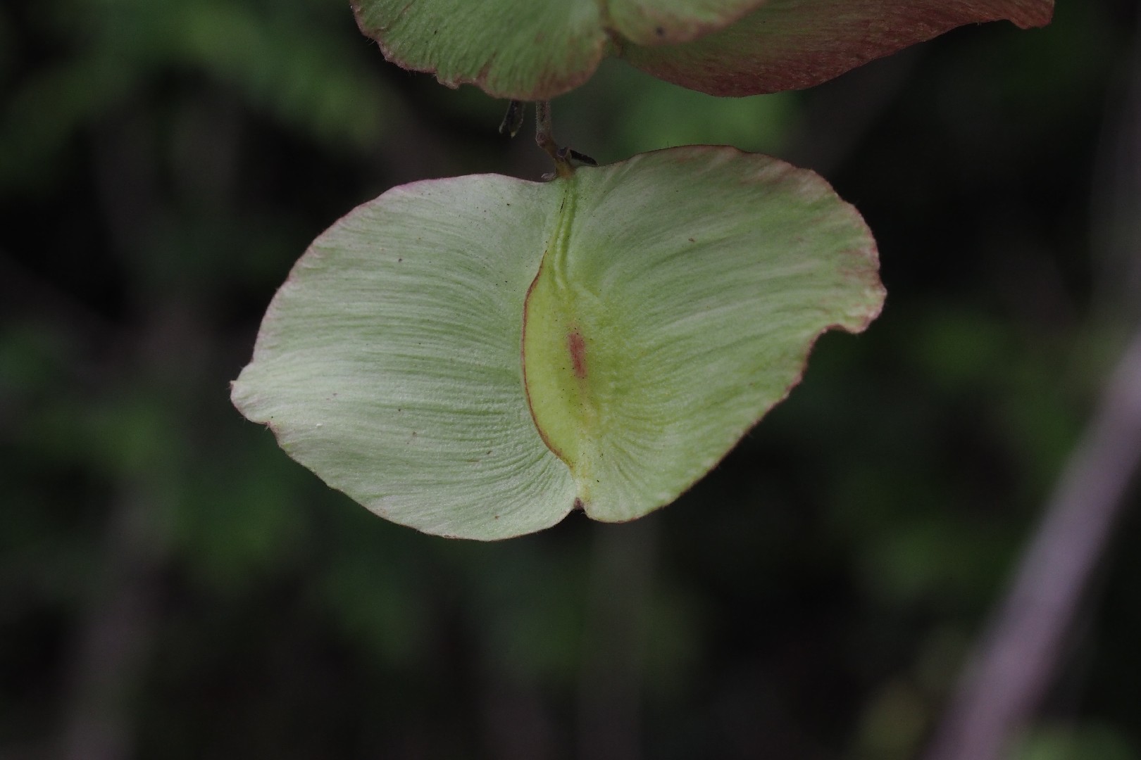 Illigera rhodantha Flower, Leaf, Care, Uses - PictureThis