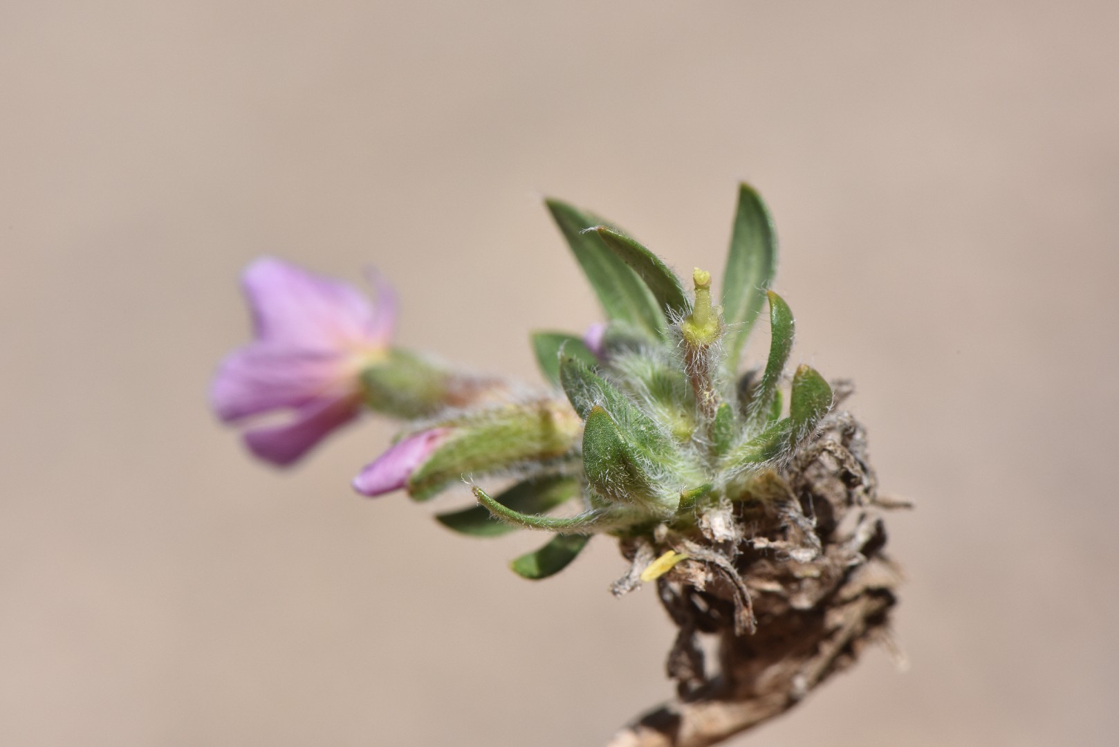 Solms-laubachia linearifolia - PictureThis