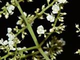 합다리나무 (Meliosma oldhamii) - PictureThis