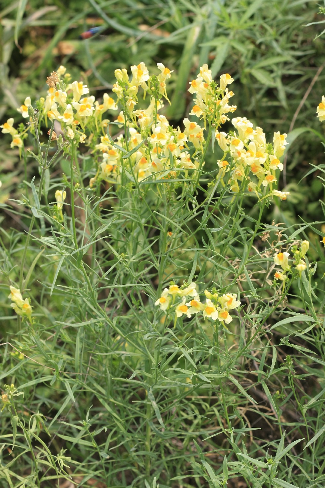Wild Snapdragon Plant Wild Snapdragon Linaria (Taxonomy,
