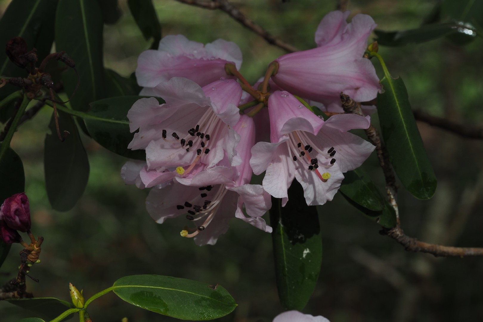 PictureThis - Rhododendron oreodoxa