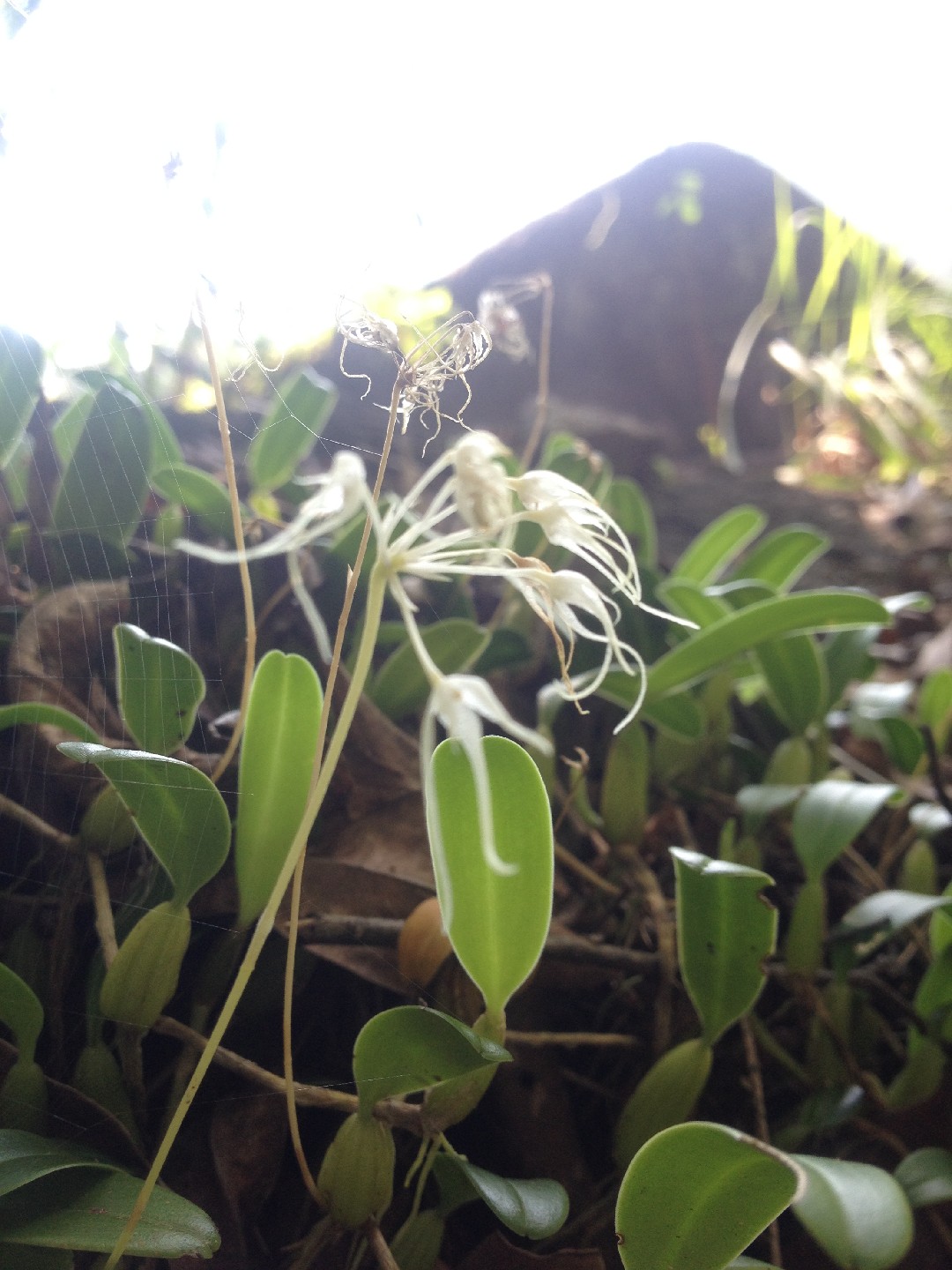Kwangtung bulbophyllum (Bulbophyllum kwangtungense) Flower, Leaf, Care ...