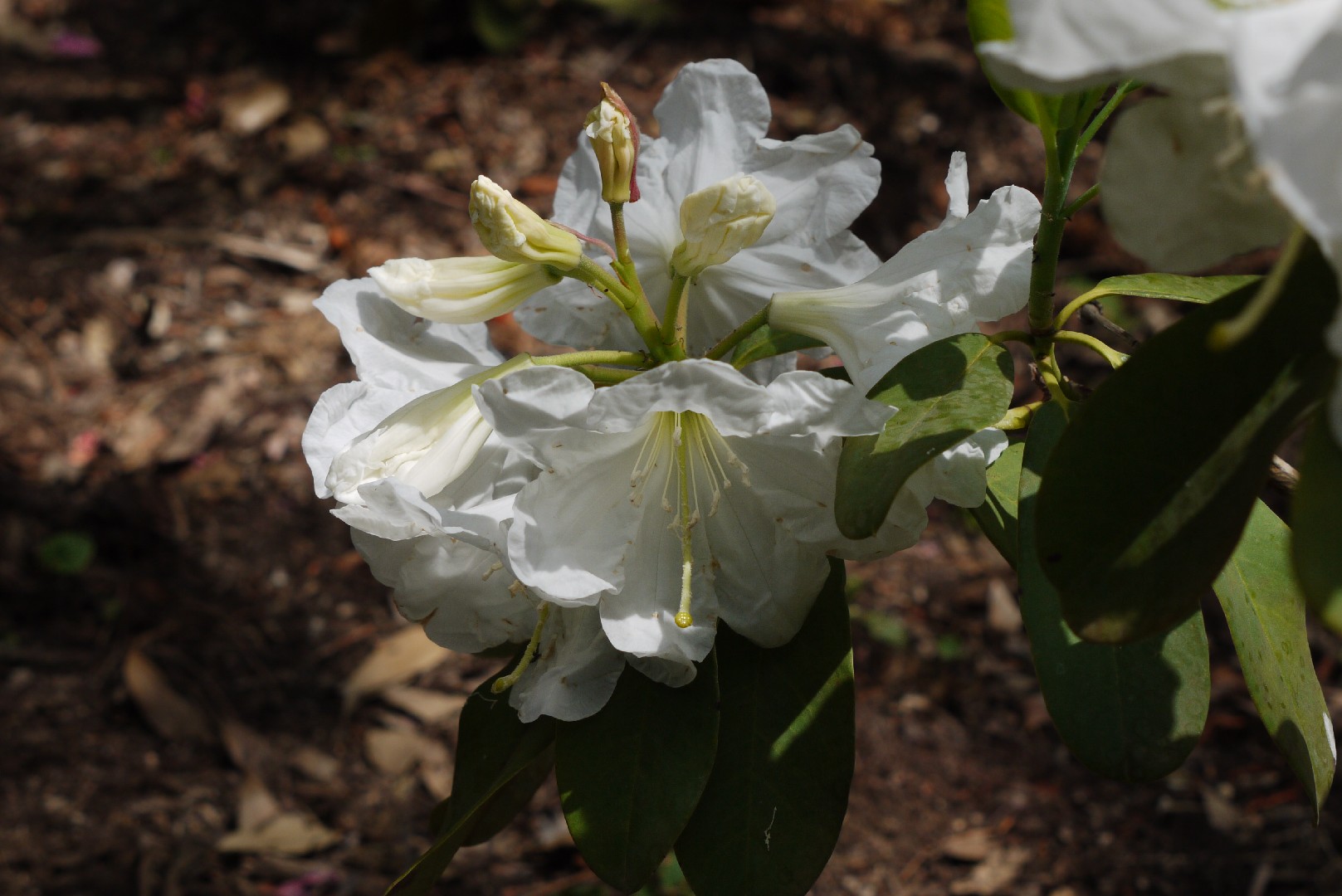 Rhododendron decorum - PictureThis