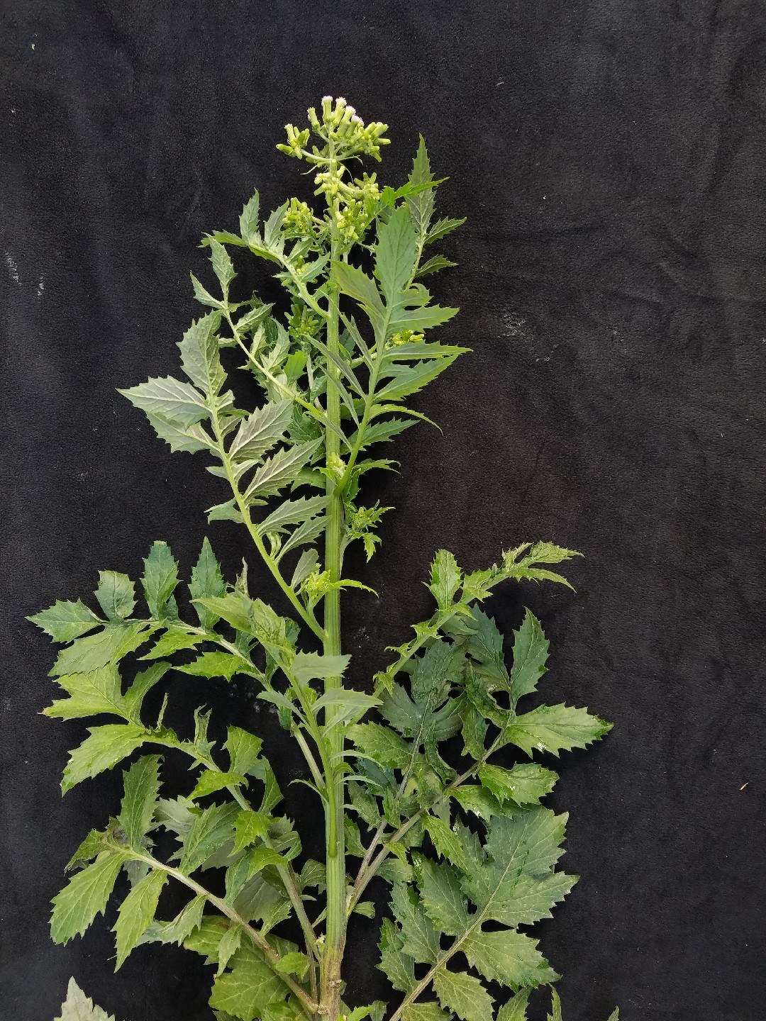Tropical burnweed (Erechtites valerianifolius) Flower, Leaf, Care, Uses ...