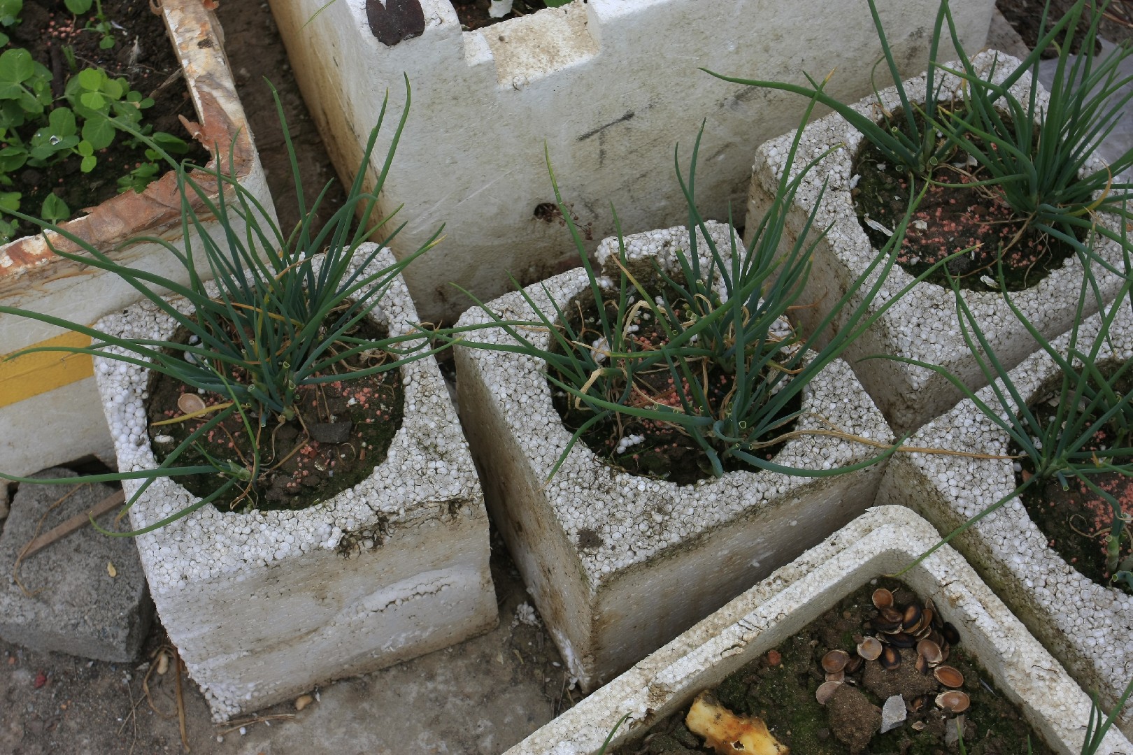 Cebolleta (Allium fistulosum) - PictureThis