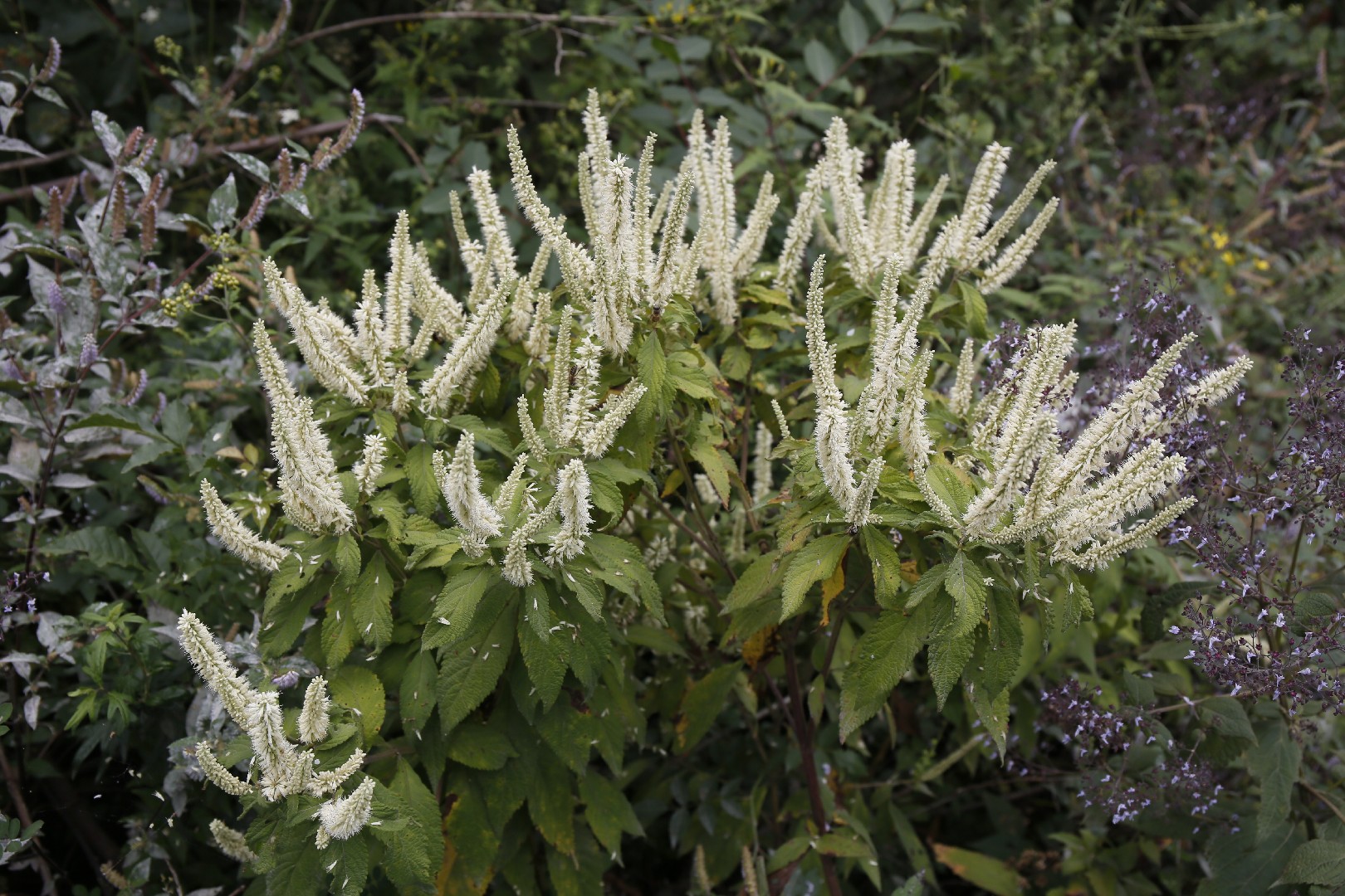 Elsholtzia fruticosa - PictureThis