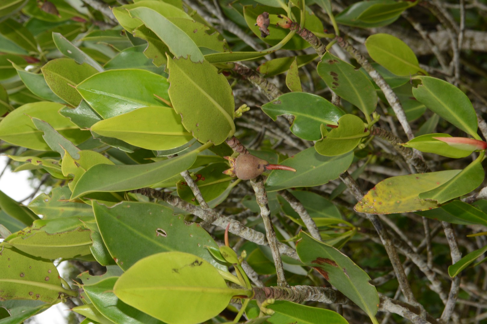 Rhizophora stylosa - PictureThis