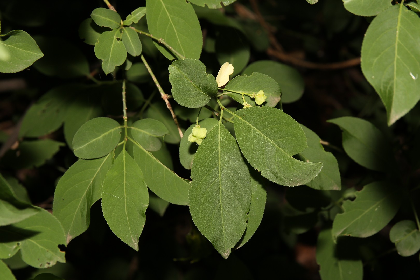 Euonymus hamiltonianus maackii (Euonymus maackii) Flower, Leaf, Care ...
