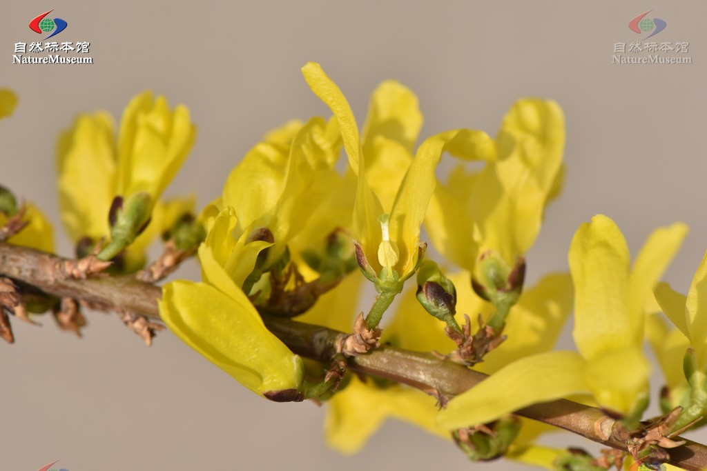How to Plant and Grow Greenstem forsythia(Forsythia viridissima)