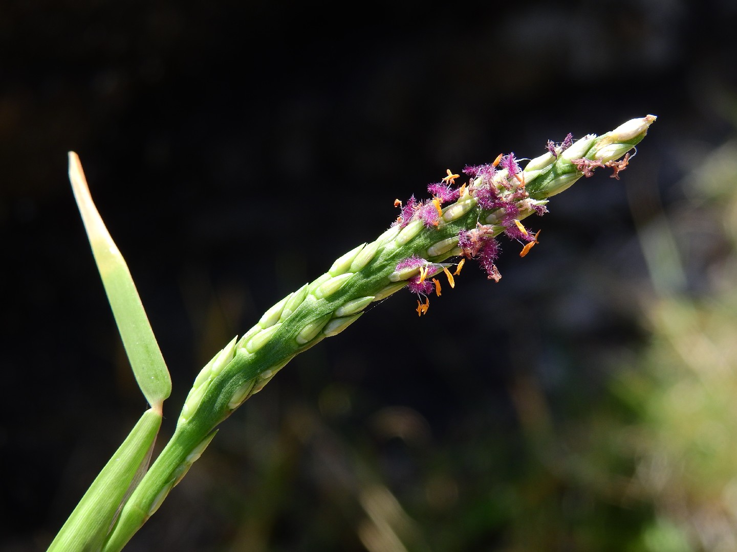 Eremochloa bimaculata - PictureThis