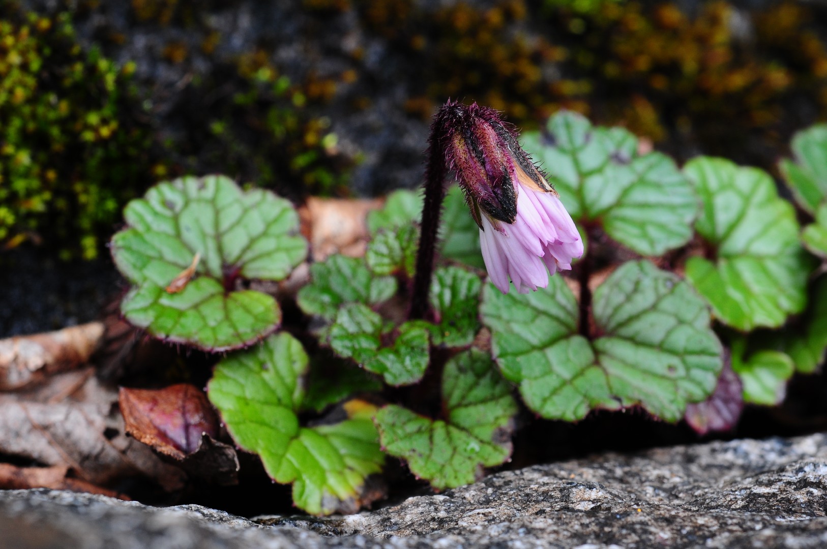 Cremanthodium rhodocephalum - PictureThis