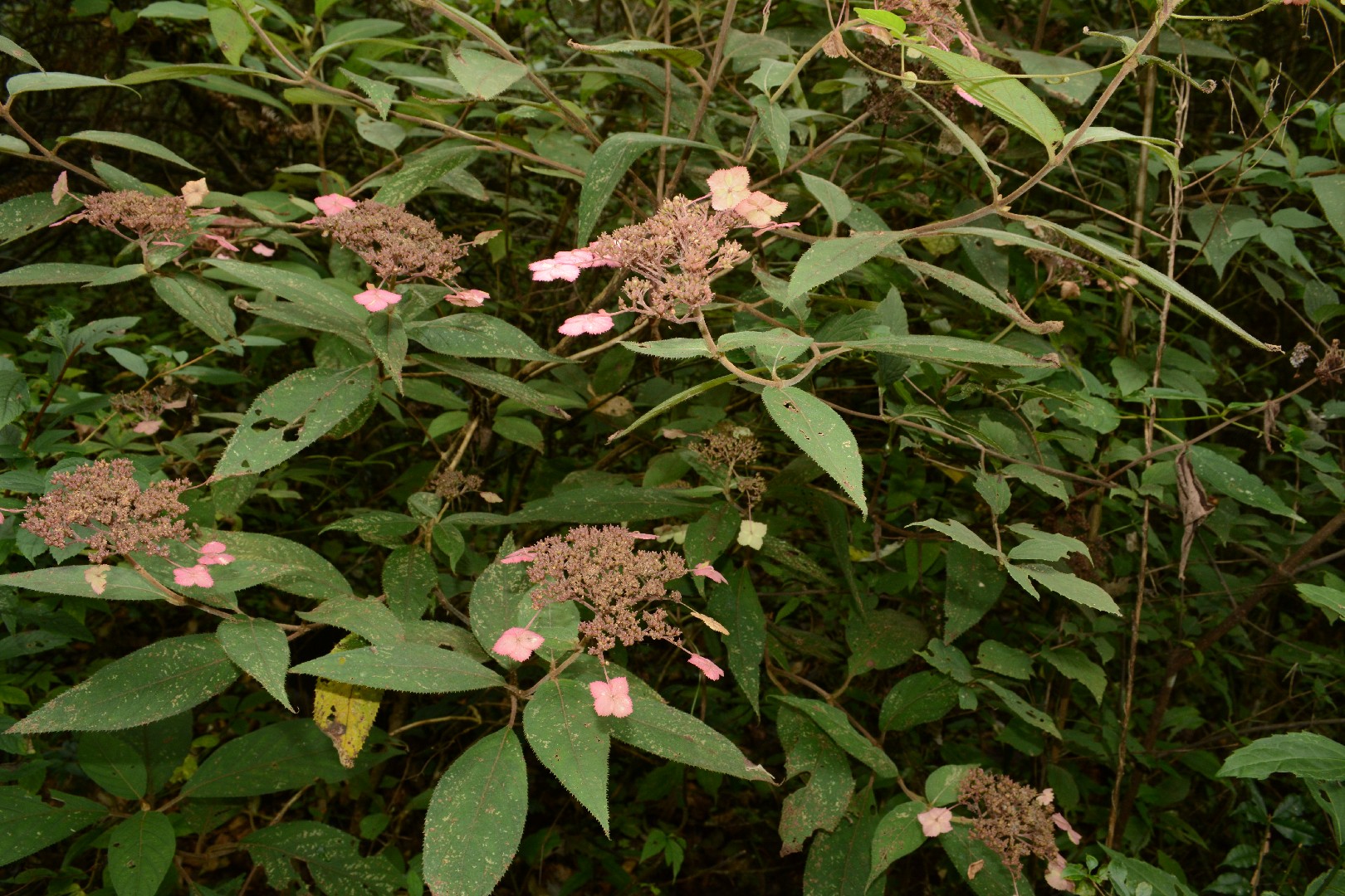 Hydrangea strigosa - PictureThis