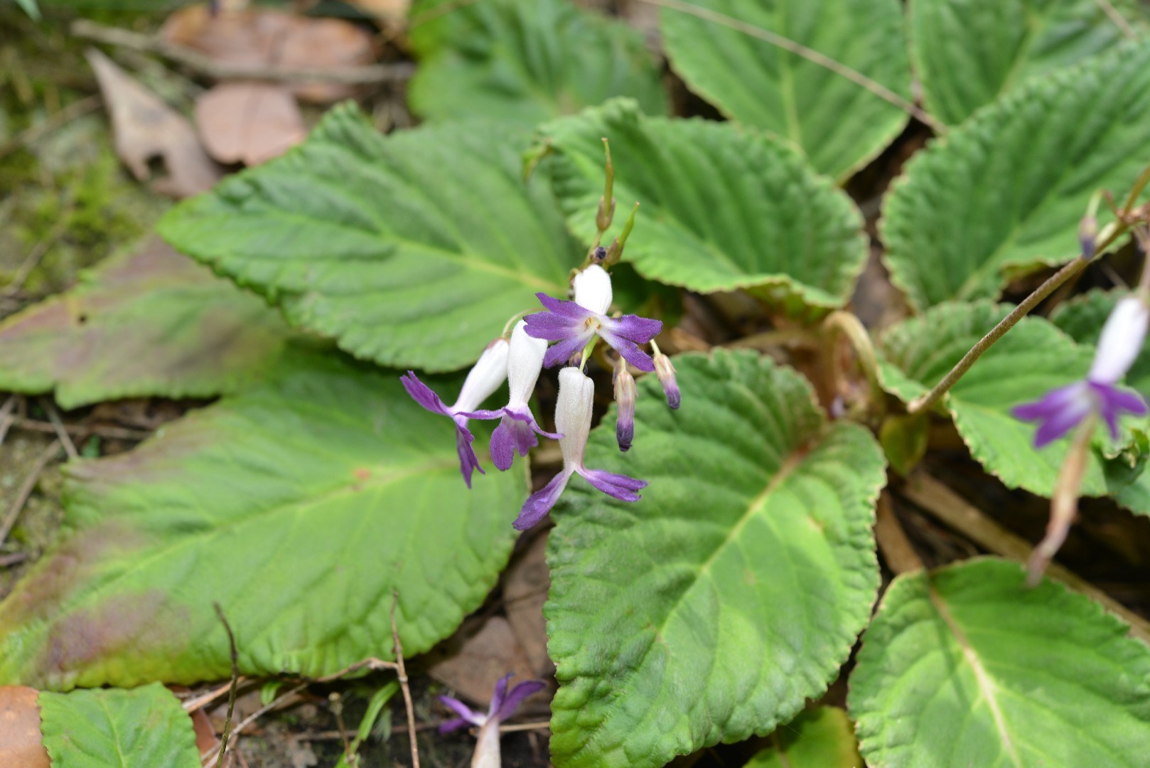 Oreocharis auricula - PictureThis