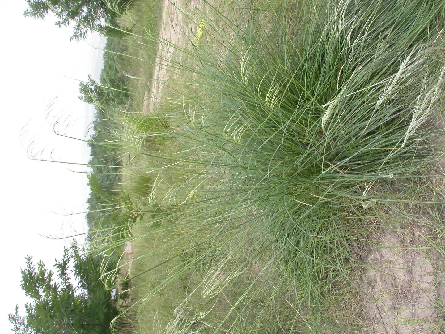 Chee grass (Stipa splendens) Flower, Leaf, Care, Uses - PictureThis