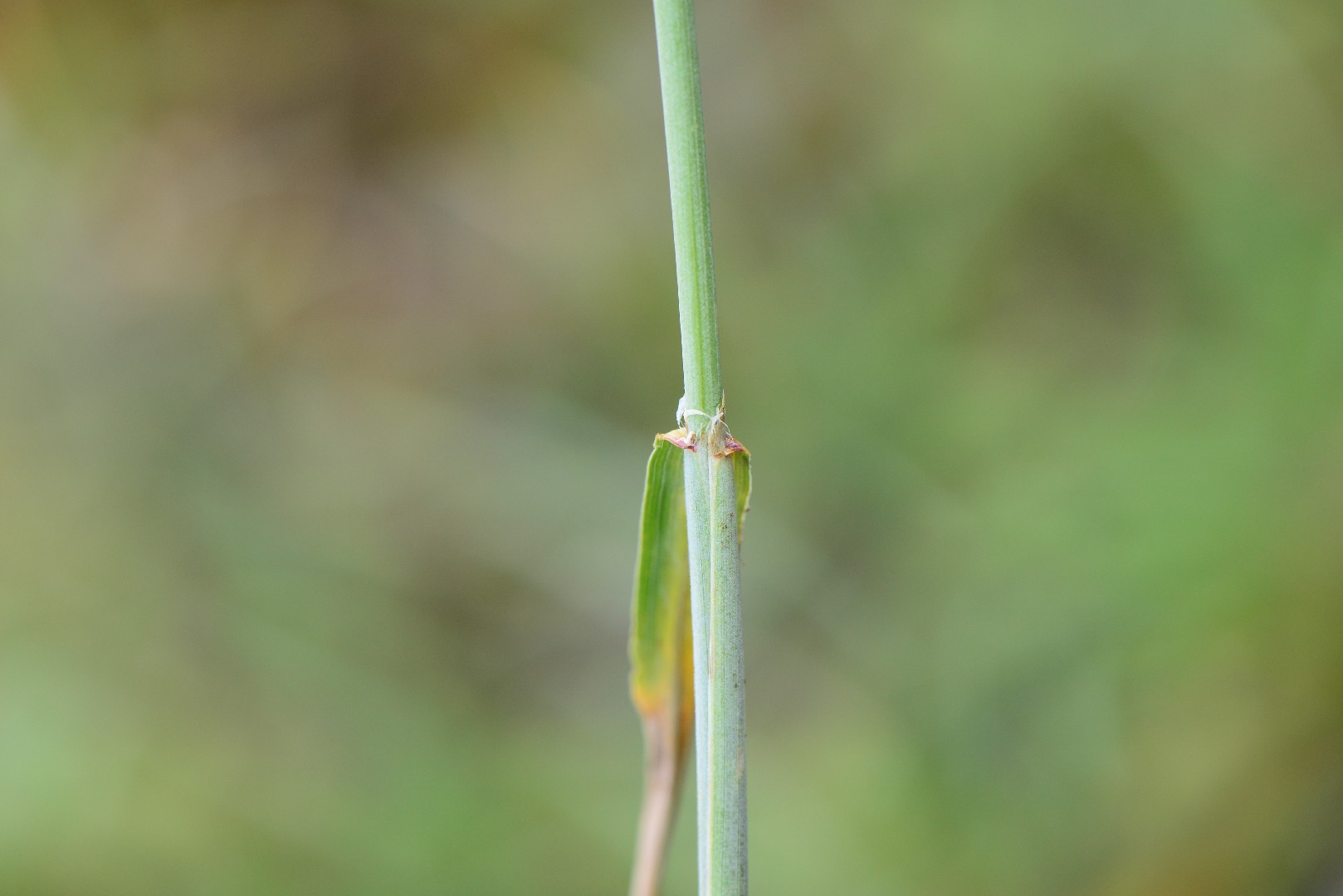 Littledalea racemosa - PictureThis