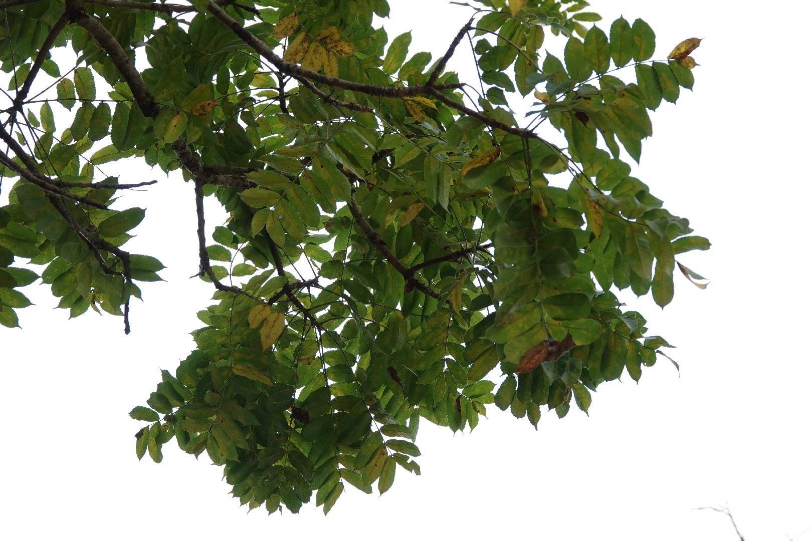 Garuga pinnata - PictureThis