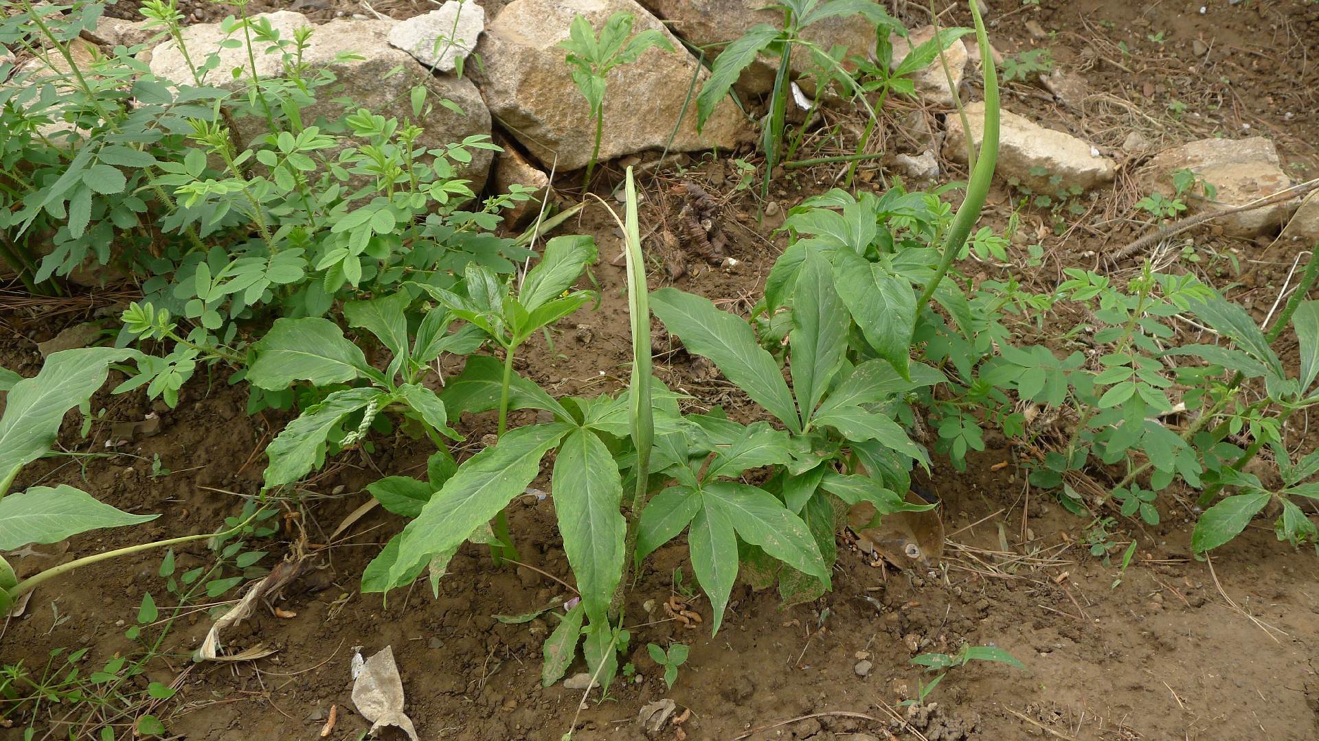 Pinellia pedatisecta - PictureThis