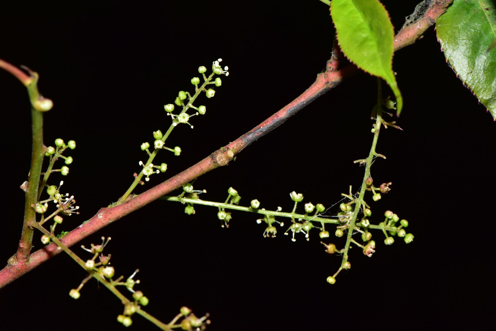 Perrottetia racemosa Flower, Leaf, Care, Uses - PictureThis