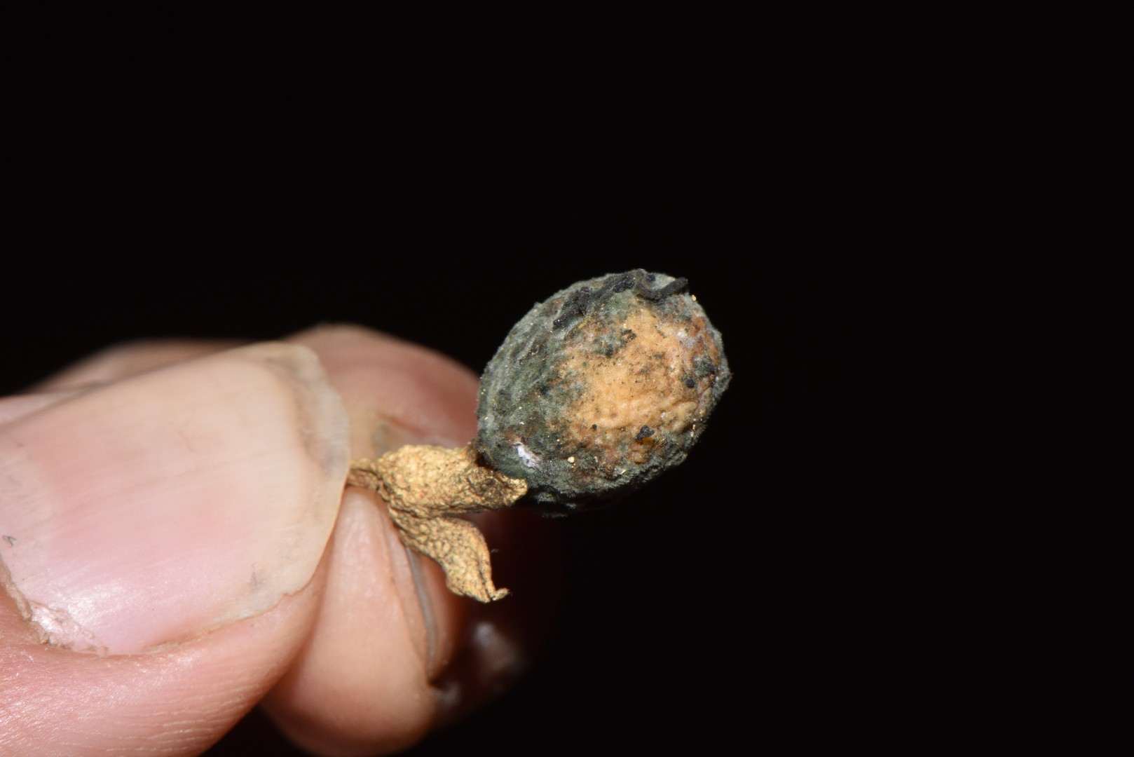 Paramignya confertifolia - PictureThis