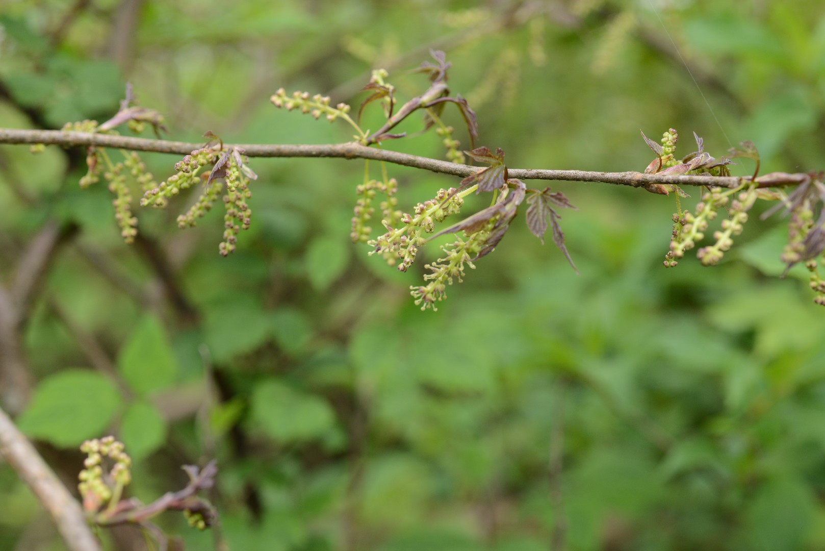 Chinese bishopwood (Bischofia polycarpa) Flower, Leaf, Care, Uses ...