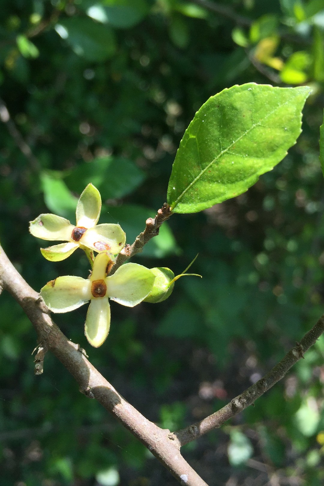 Streblus indicus - PictureThis