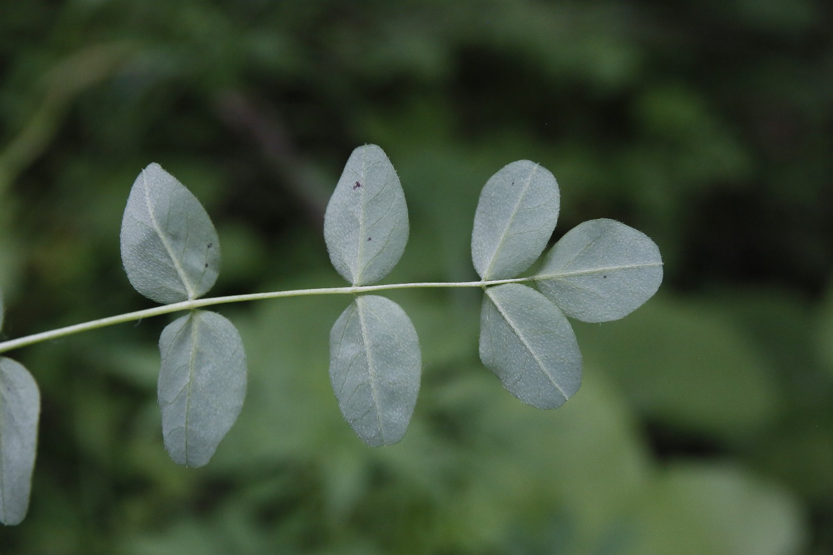 Astragalus sinicus Pflege (Bepflanzung, Krankheiten, Ernte) - PictureThis