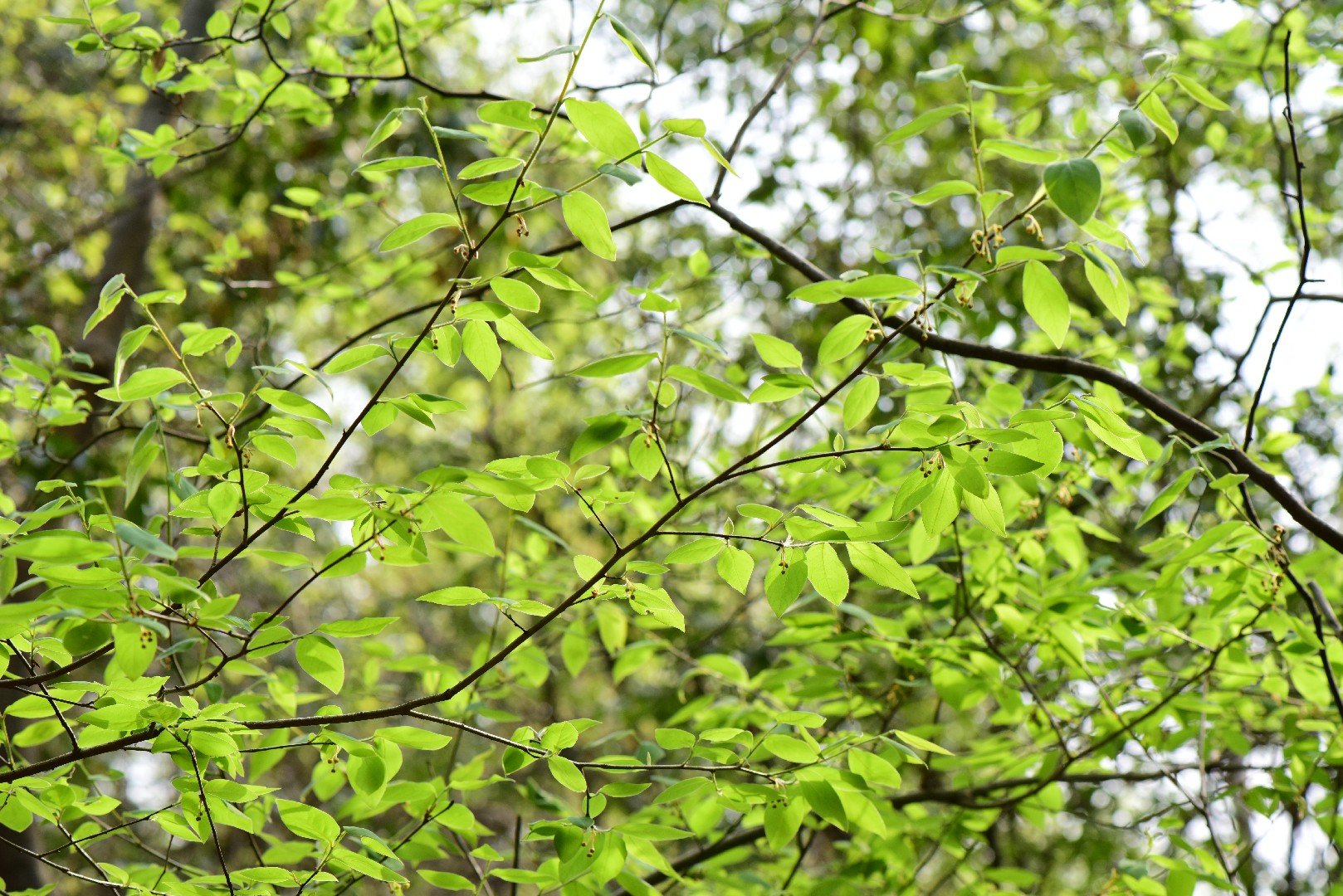 Litsea (Litsea) Flower, Leaf, Care, Uses - PictureThis